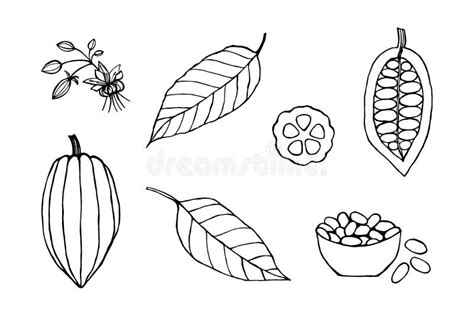 Set Of Cocoa Tree Elements In Black Outline On A White Background Stock Vector Illustration Of