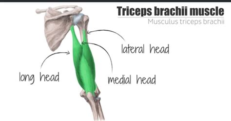 Long Head Origin Infraglenoid Dr Sheenam Bansal Facebook