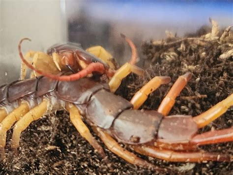 Texas Giant Centipede Scolopendra Heros On Limestone Outcrop
