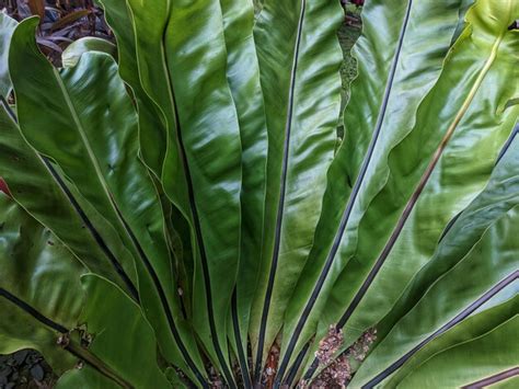 Premium Photo Asplenium Nidus