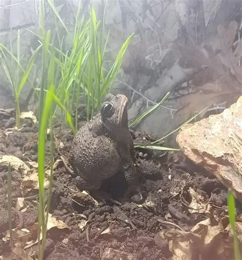 Chunky Candy Spots Incoming Worm Scrolller