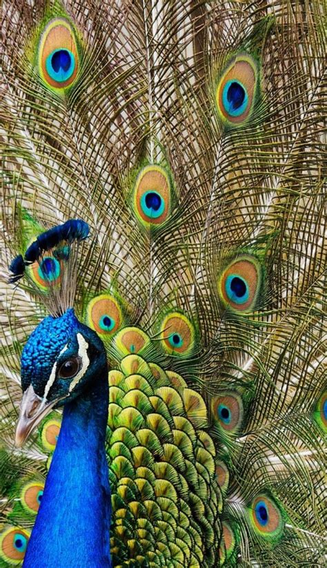 सांप को देखते ही उसे क्यों खा लेते हैं मोर