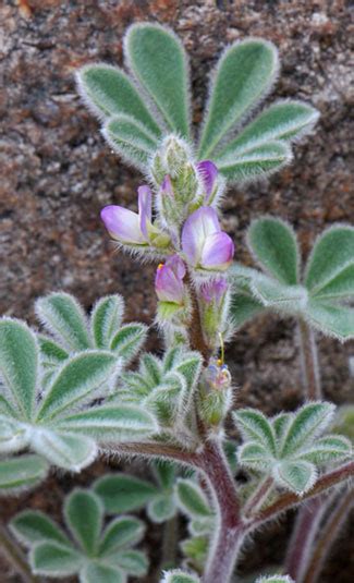 Lupinus Concinnus Bajada Lupine Southwest Desert Flora