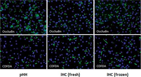 Human Ipsc Derived Hepatocytes Creative Bioarray Creative Bioarray