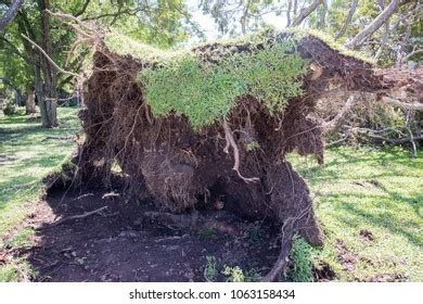 Hugging After Hurricane Royalty Free Images Stock Photos Pictures