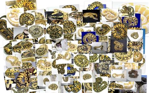 ball python morphs 10 amazing variations → sculpted exotics