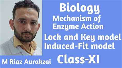 Enzyme Lock And Key And Induced Fit Model Biology Class Xi Part 05 Youtube
