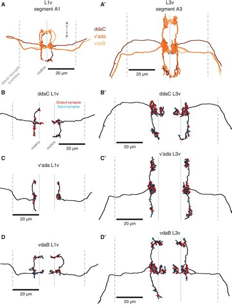 Figures And Data In Conserved Neural Circuit Structure Across Drosophila Larval Development