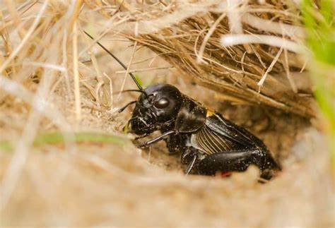 Field Cricket Back From The Brink