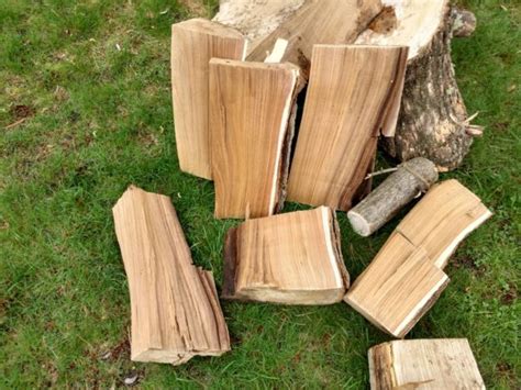 Sassafras Variety Another Tree Id Firewood Hoarders Club