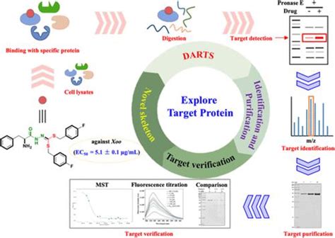 Design Synthesis And Target Identification Of Novel Phenylalanine