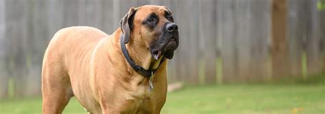Mastiff Dog Breed Temperament Personality And Characteristics Traits