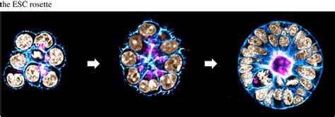Escs Mimicking Formation Of The Epiblast Rosette Aggregates Of Small Download Scientific