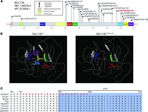 The Pathogenic Variant Of Bcl11b And The In Silico Prediction Results Download Scientific