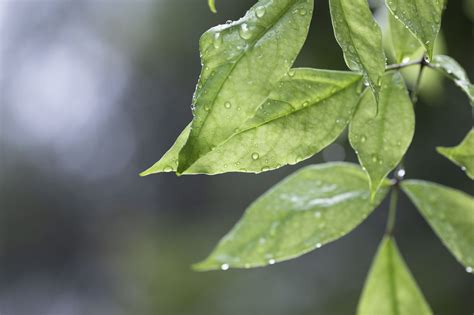 Process Of How Trees Absorb And Evaporate Water