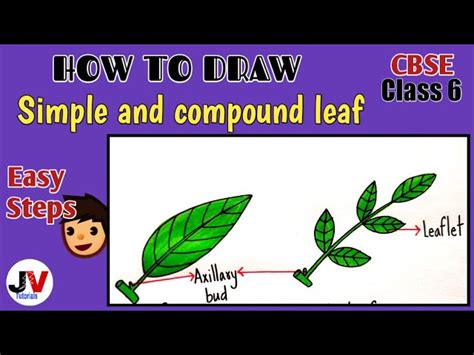 Simple And Compound Leaf Drawingsimple And Compound Leaf Diagram