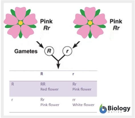 Incomplete Dominance Punnett Square Worksheet Genetics And Inheritance