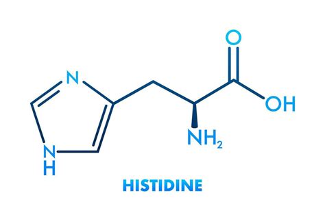 Histidine L Histidine His H Amino Acid Molecule Vector Illustration 29924552 Vector Art At