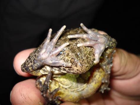Carolina Gopher Frog Nc Wildlife Carolina Gopher Frog Nc Wildlife
