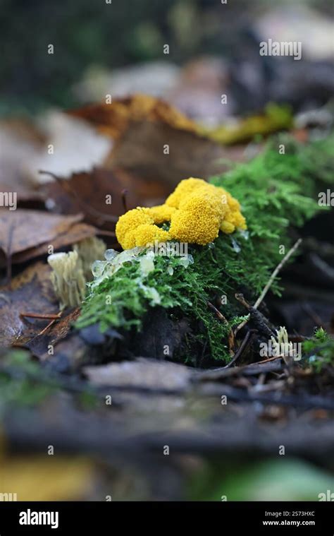 Physarum Virescens Slime Mold From Finland No Common English Name