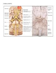 AP1 FINAL LAB PRACTICAL Docx CRANIAL NERVES Course Hero