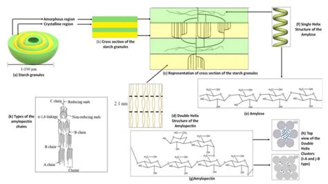 Enzymatic Application In Starch Modification 021851 Pptx Chemistry Science