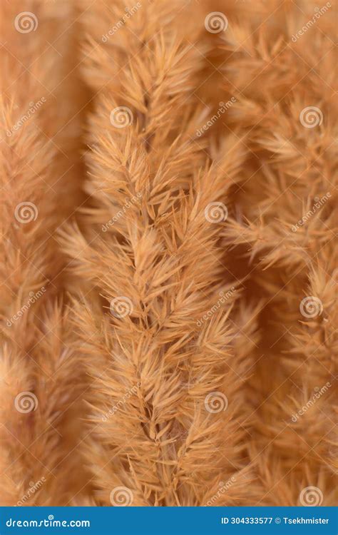 Dry Fluffy Grass Bush Stock Image Image Of Grass Wild 304333577