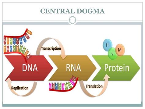 Proteomics Scope And Its Importance By Aniqa Atta Ppt