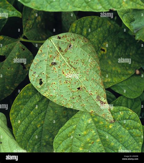 Bean Rust Uromyces Appendiculatus On Phaseolus Bean Lower Leaf Surface Stock Photo Alamy