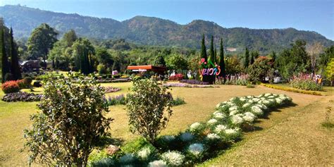 櫻花景點，摃龜 林文智 Wen Chih Lin 老山羊的窩）