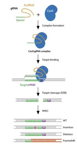 exploiting dsb repair using crispr cas9 flashcards quizlet