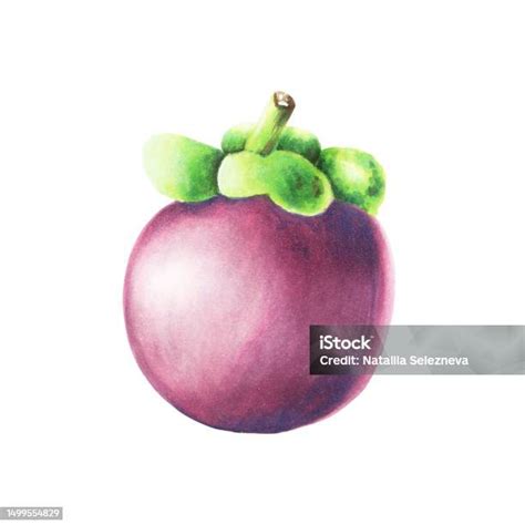 신선한 보라색 망고스틴이 있는 수채화 그림 열대 과일은 흰색 배경에 분리되어 있다 디자이너 스파 장식 엽서 결혼식 인사말 배경 화면 포장지 스크랩북 표지 초대장 포스터 및