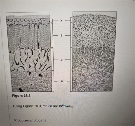 Solved Figure Using Figure Match The Chegg Com