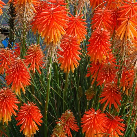 Kniphofia ‘fire Glow Terra Nova® Nurseries Inc