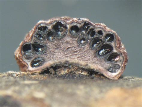 Sordariomycetes Xylariales
