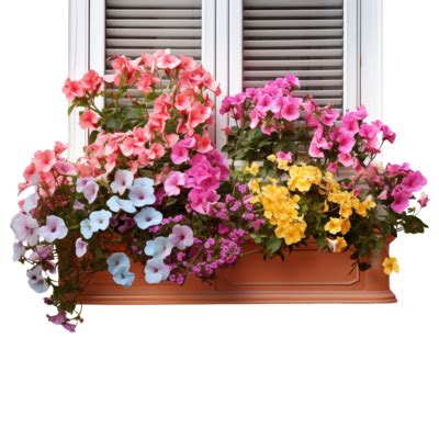 Window Box PNGs For Free Download