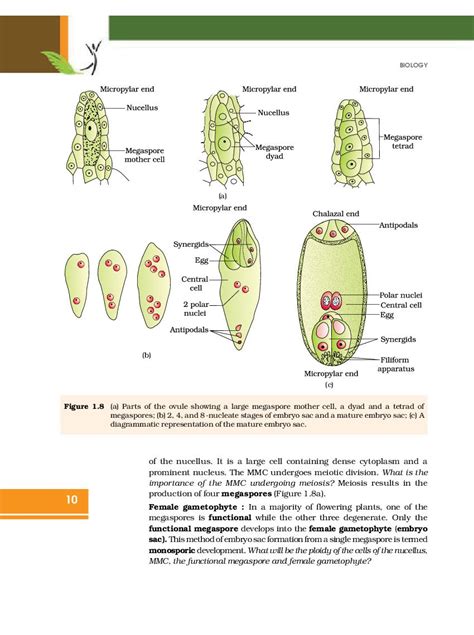 Ncert Book Class 12 Biology Chapter 1 Sexual Reproduction In Flowering Plants Pdf Aglasem