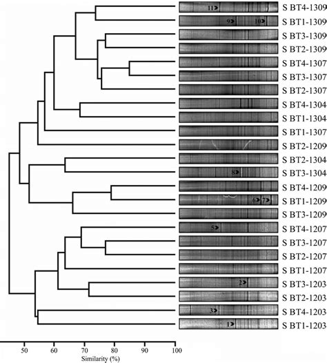 upgma dendrogram constructed on the basis of dgge patterns of the