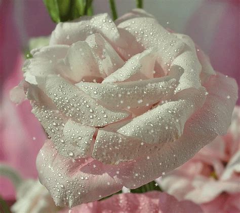 עריכה מצגת תמונות זזות פרחים ונוף