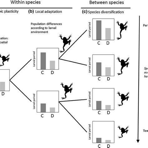 Schematics Of How Developmental Plasticity Might Allow Populations And Download Scientific