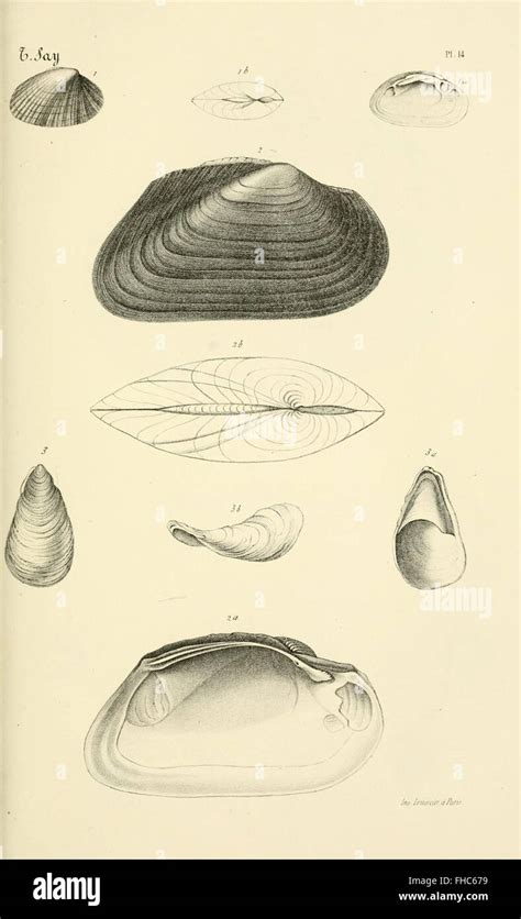 Conchology Mollusks Shell Collection Harvard University Mcz Ernst