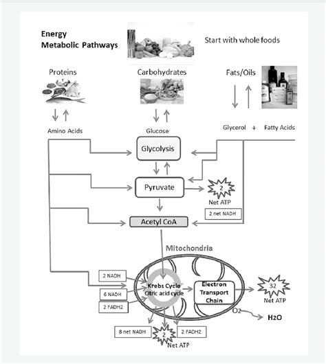 The Oxidative Phosphorylation Process Download Scientific Diagram