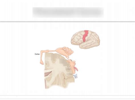 Precentral Gyrus Diagram Quizlet