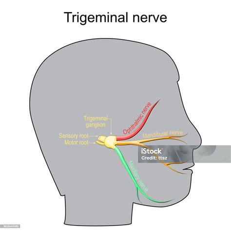 Trigeminal Neuralgia Cranial Nerve Stock Illustration Download Image