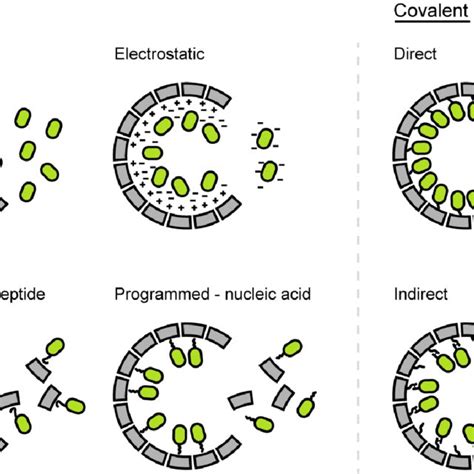Cargo Protein Capsid Protein Interactions Used To Direct The