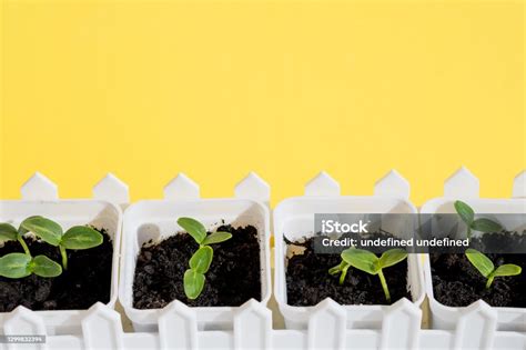 오이 모종 콩나물은 식물에 대 한 준비 용기에 새싹 발코니 야채 정원에서 젊은 녹색 식물 콩나물 묘목 온실 농장 야채를 재배합니다 농업 개념복사 공간 0명에 대한 스톡 사진
