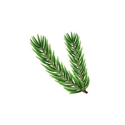 Pine Tree Branch Vector Art Icons And Graphics For Free Download