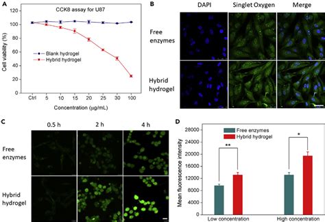 Cell Viability And In Vitro Singlet Oxygen Generation A Cell