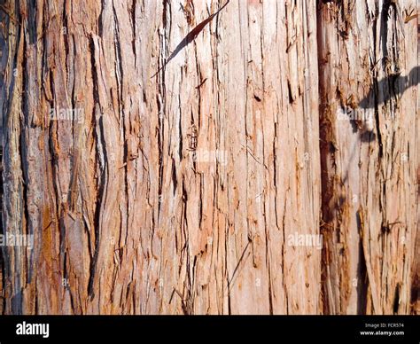 Tree Trunk Texture Stock Photo Alamy