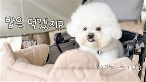 강아지랑 함께 바다로 떠났어요 첫 솔로캠핑 경차 차크닉 연포해수욕장 캠핑장 Youtube